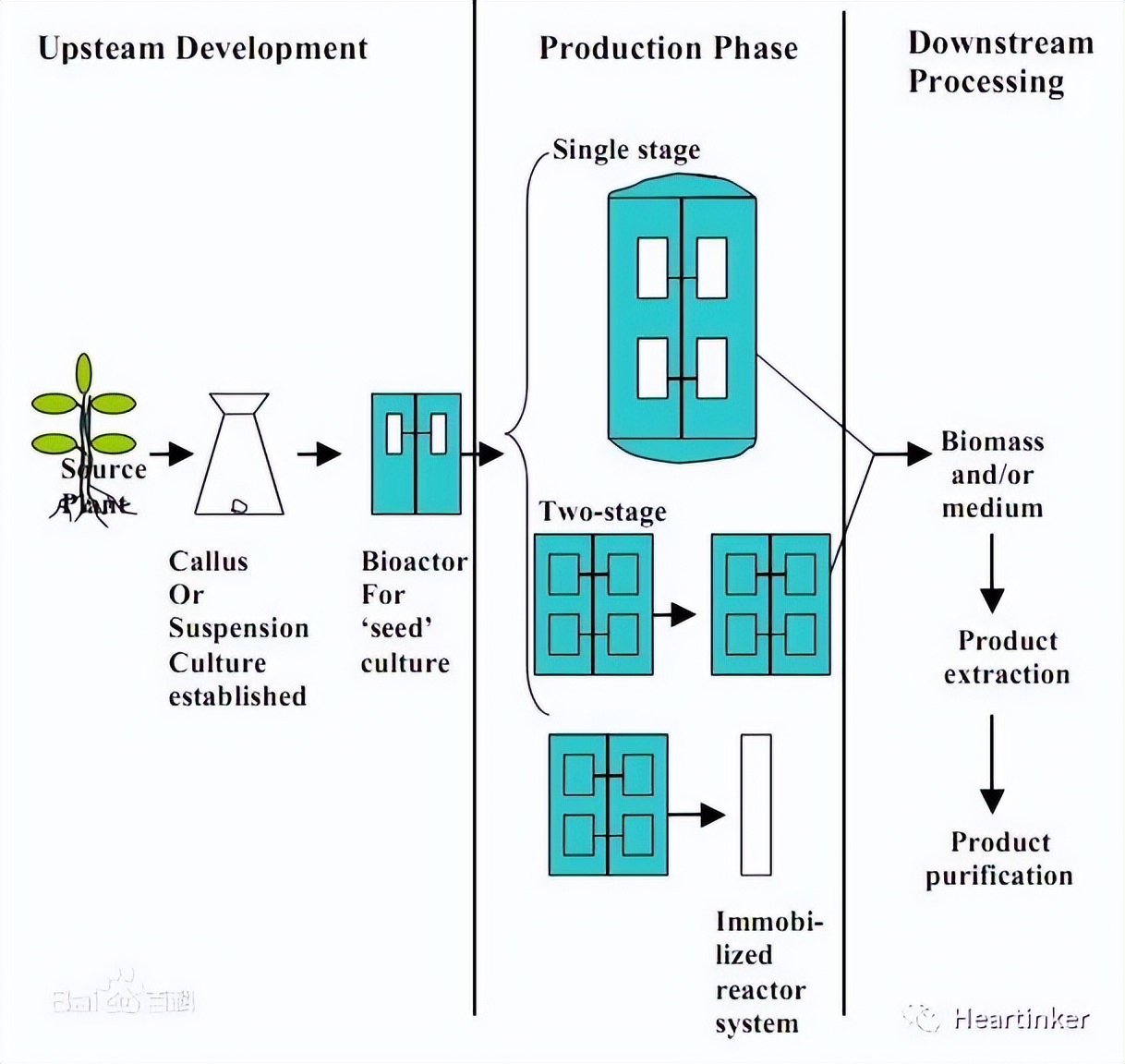 Passaging of cells - purification, propagation, preservation - iNEWS