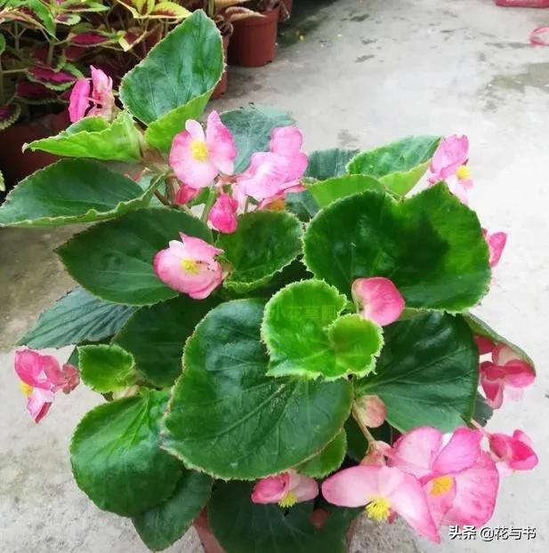 How to grow glass begonia - iNEWS