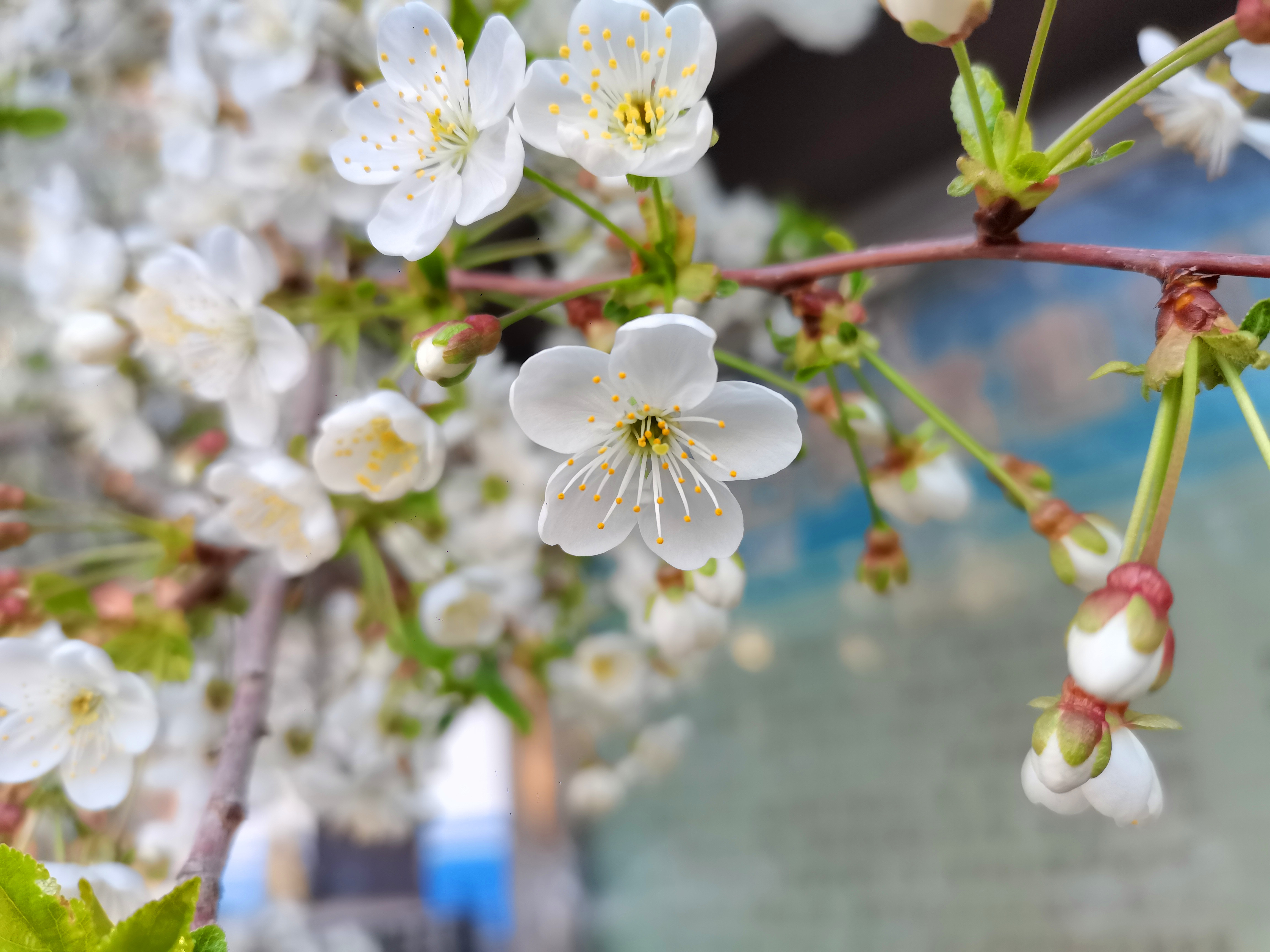 "Xinjiang Eight-Day Tour" Yining Haitang Road: Apricot Blossom - iNEWS