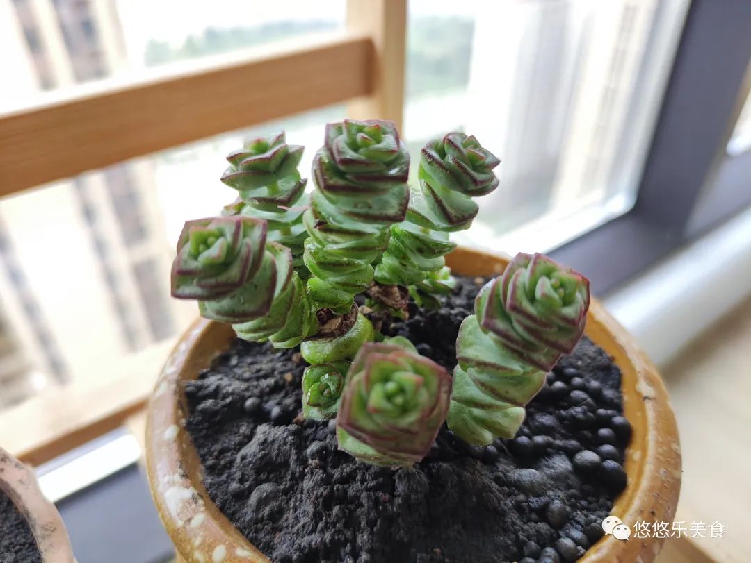 In the double spring year of the leap month, the old man said: The 4 ...