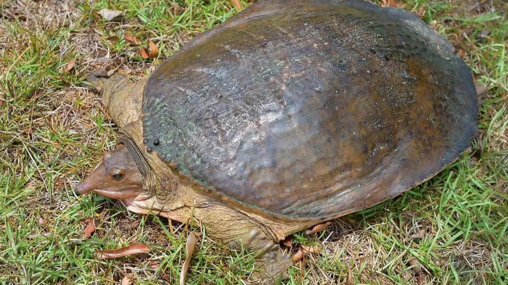 American soft-shelled turtles are flooding in the Yellow River, which ...