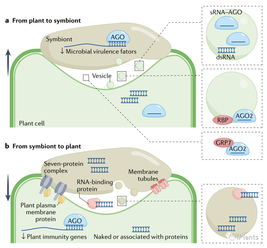 David Baulcombe reviews the mechanism of RNA silencing in plant ...