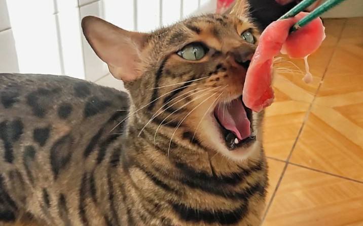 How much do you know about cat feeding with raw flesh? - iNEWS