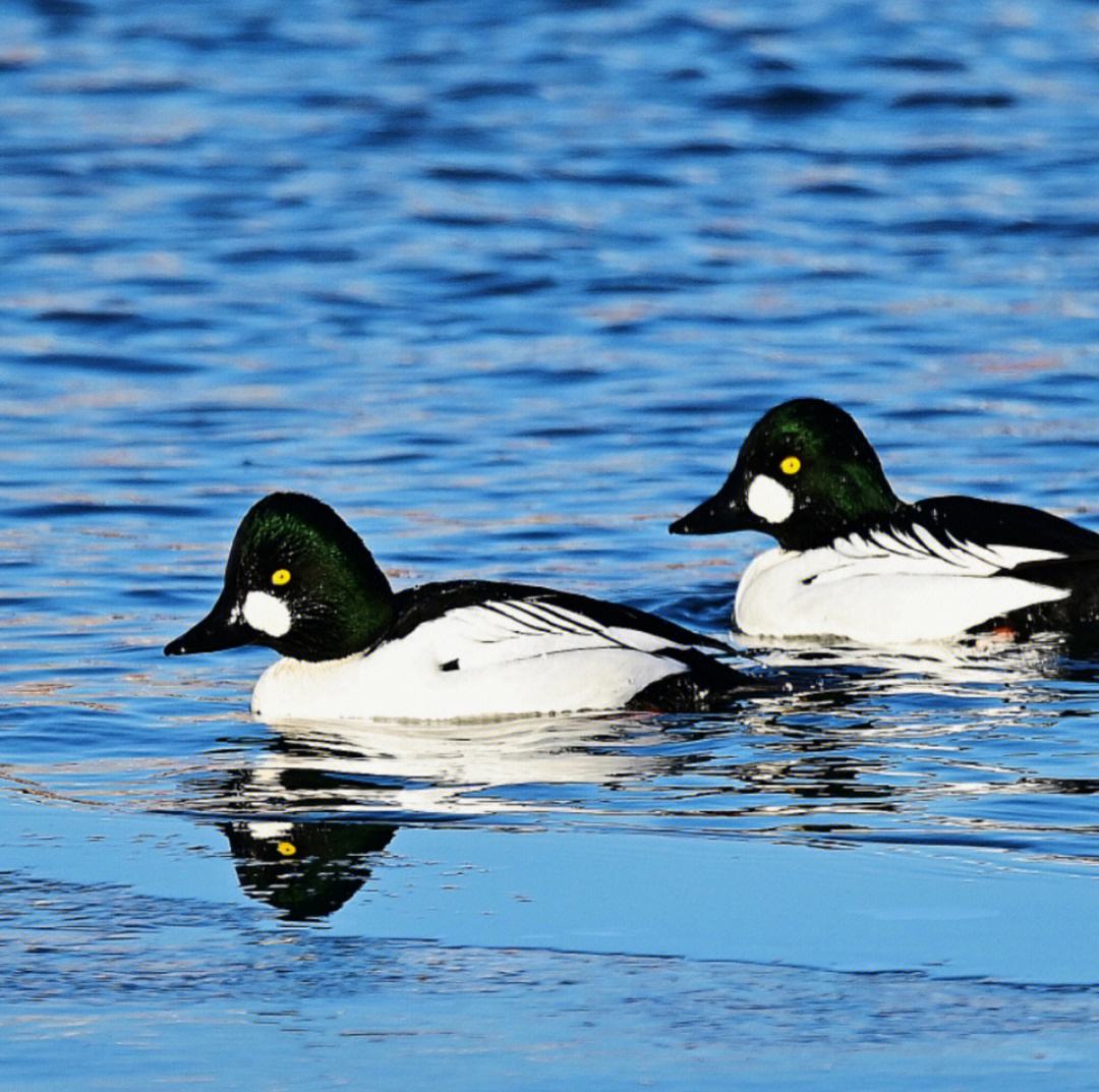 Social Structure and Reproductive Behavior of "Swan": A Field ...