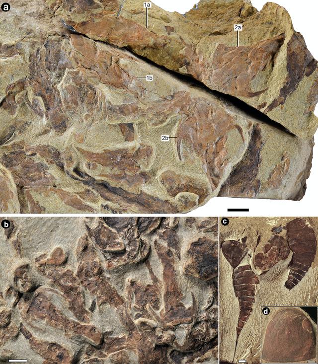 From fish to man, science uses puzzle pieces to prove the long ...