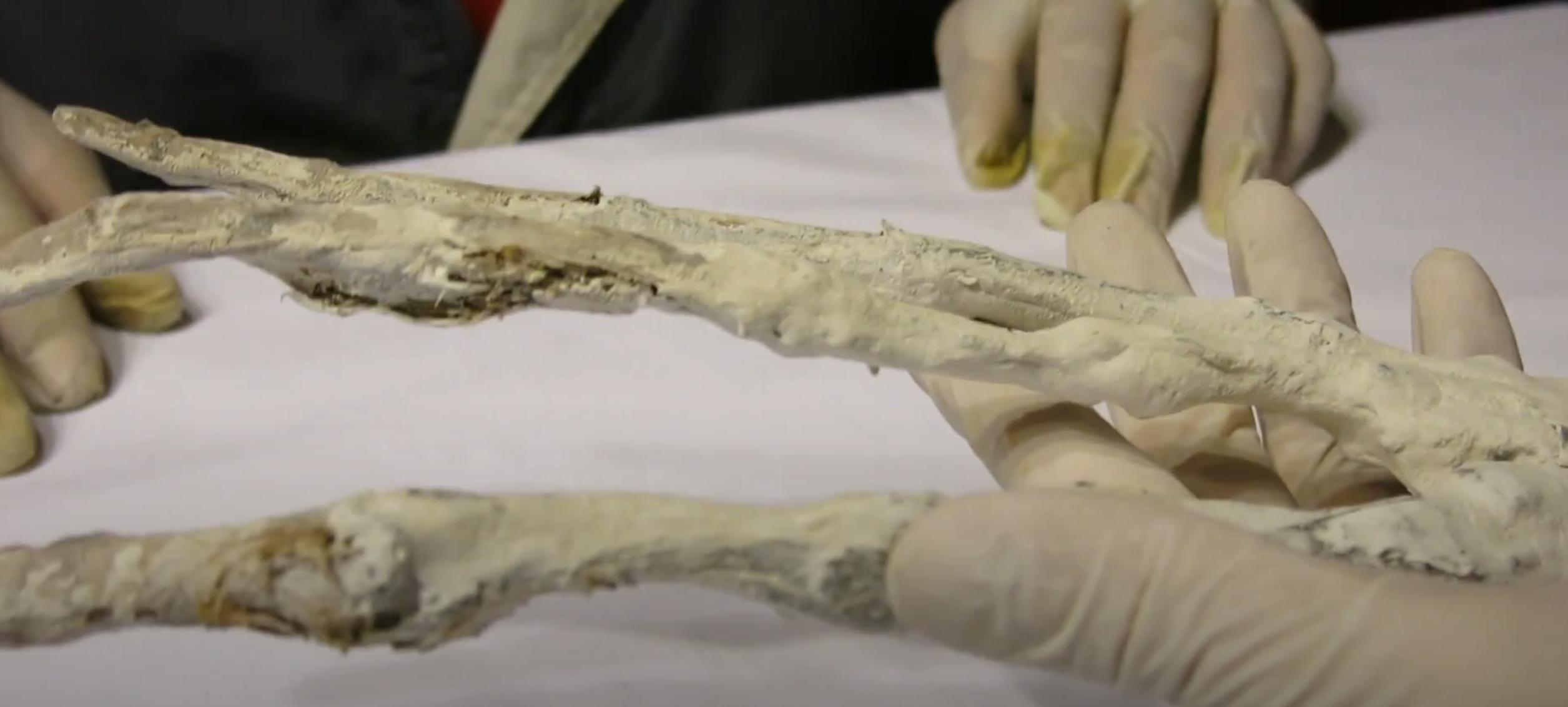 A huge three-fingered mysterious hand bone scientist was discovered in ...
