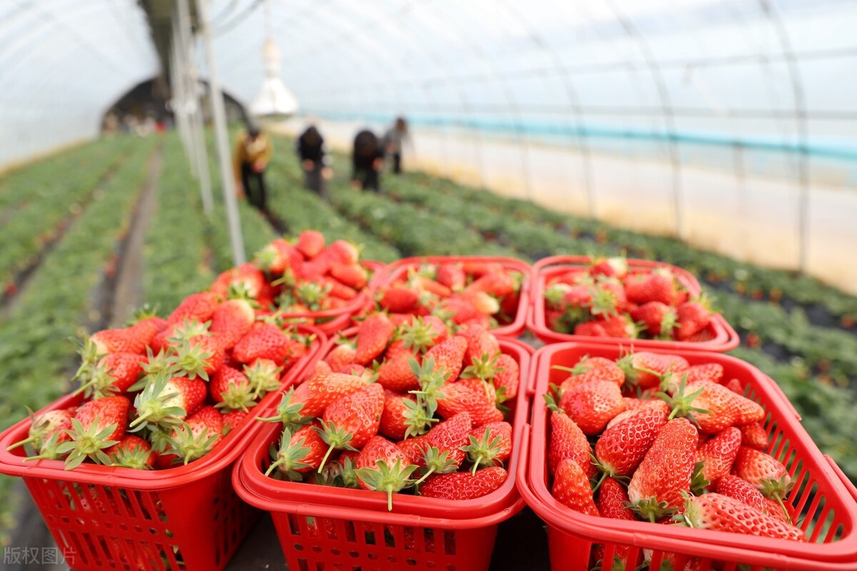 How to eat strawberries, their advantages, suitable people, and ...