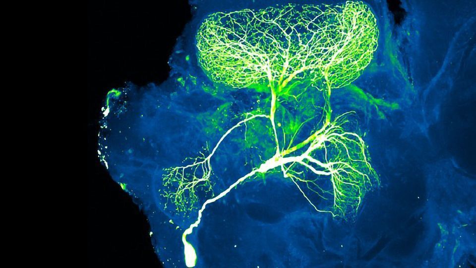 Major discovery: Insect intelligent robots bring good news to mankind ...