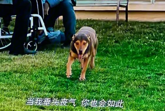 How the movie "A Dog's Way Home" shows the close relationship between ...