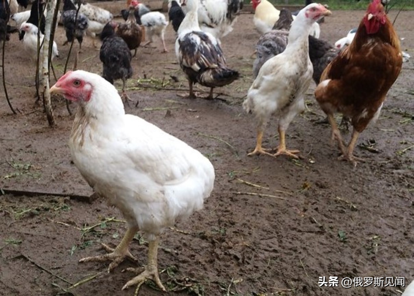 Rich in ingredients and full of blessings and praises, the ancient ...