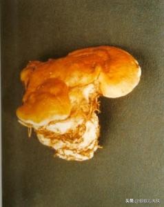 The classification map of Ganoderma lucidum that you must know, how ...