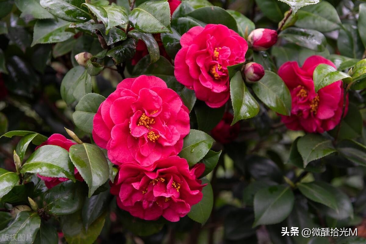 The 5 kinds of rich and noble flowers that are born with "long life ...