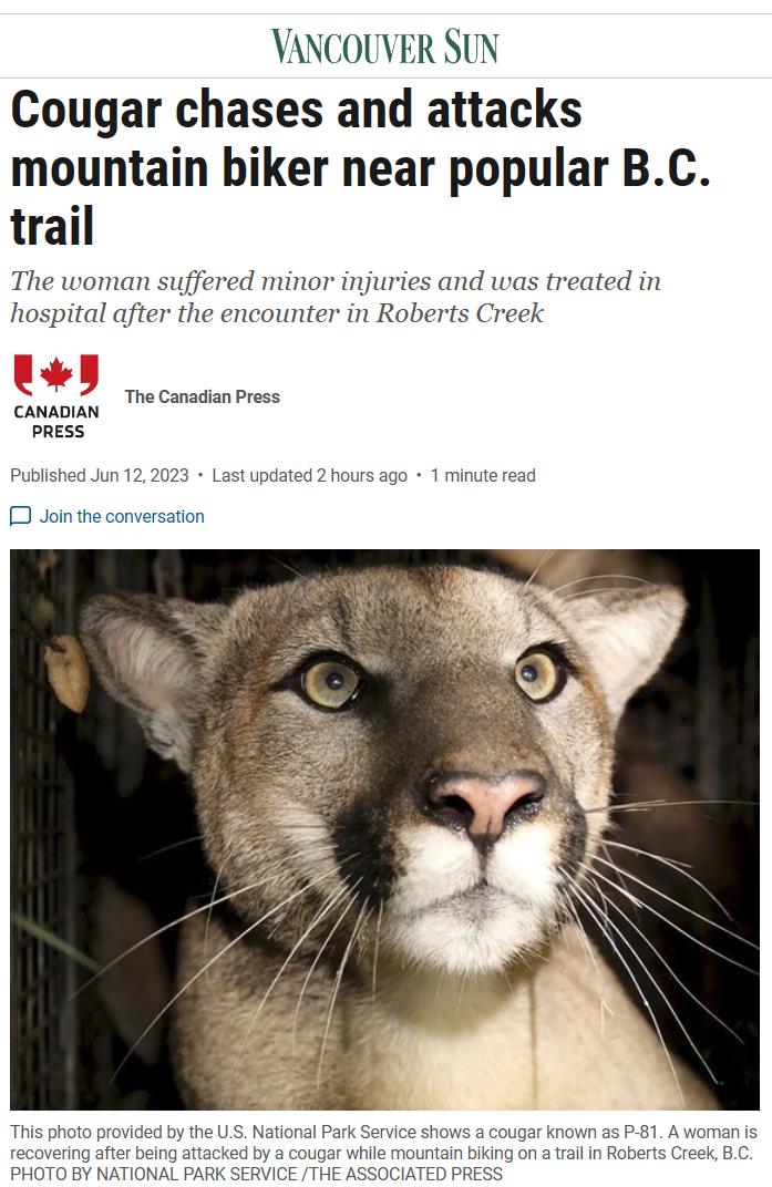 BC woman was "slapped" by a cougar while riding a bicycle and sent to ...