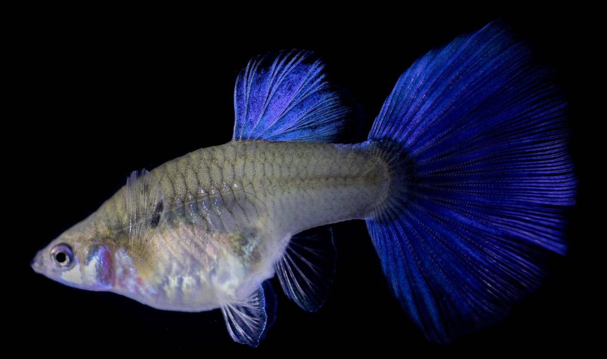 Fish yawn too, and yawning has many benefits for them - iMedia