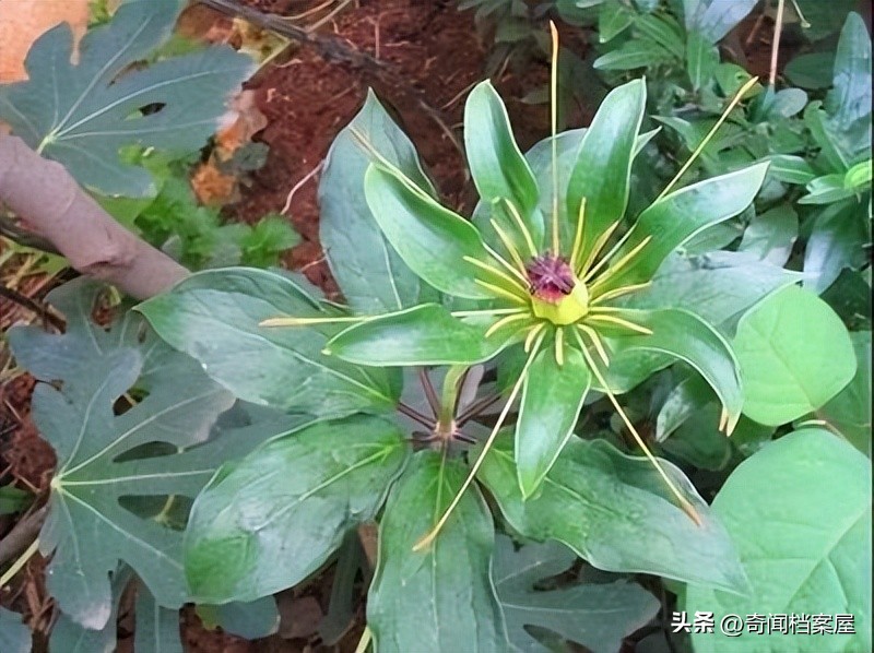 The rare plant Yunnan Baiyao: from traditional medicine to cultural ...