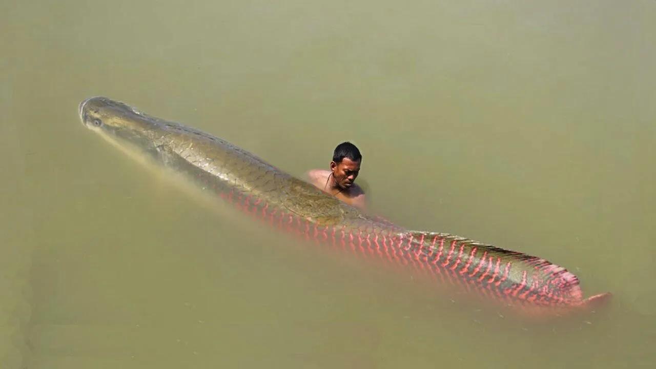The largest freshwater tongue fish in the world - iNEWS