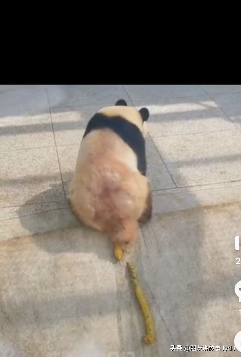 Cute giant panda——Xiao Xin, the pumpkin princess of the panda class ...