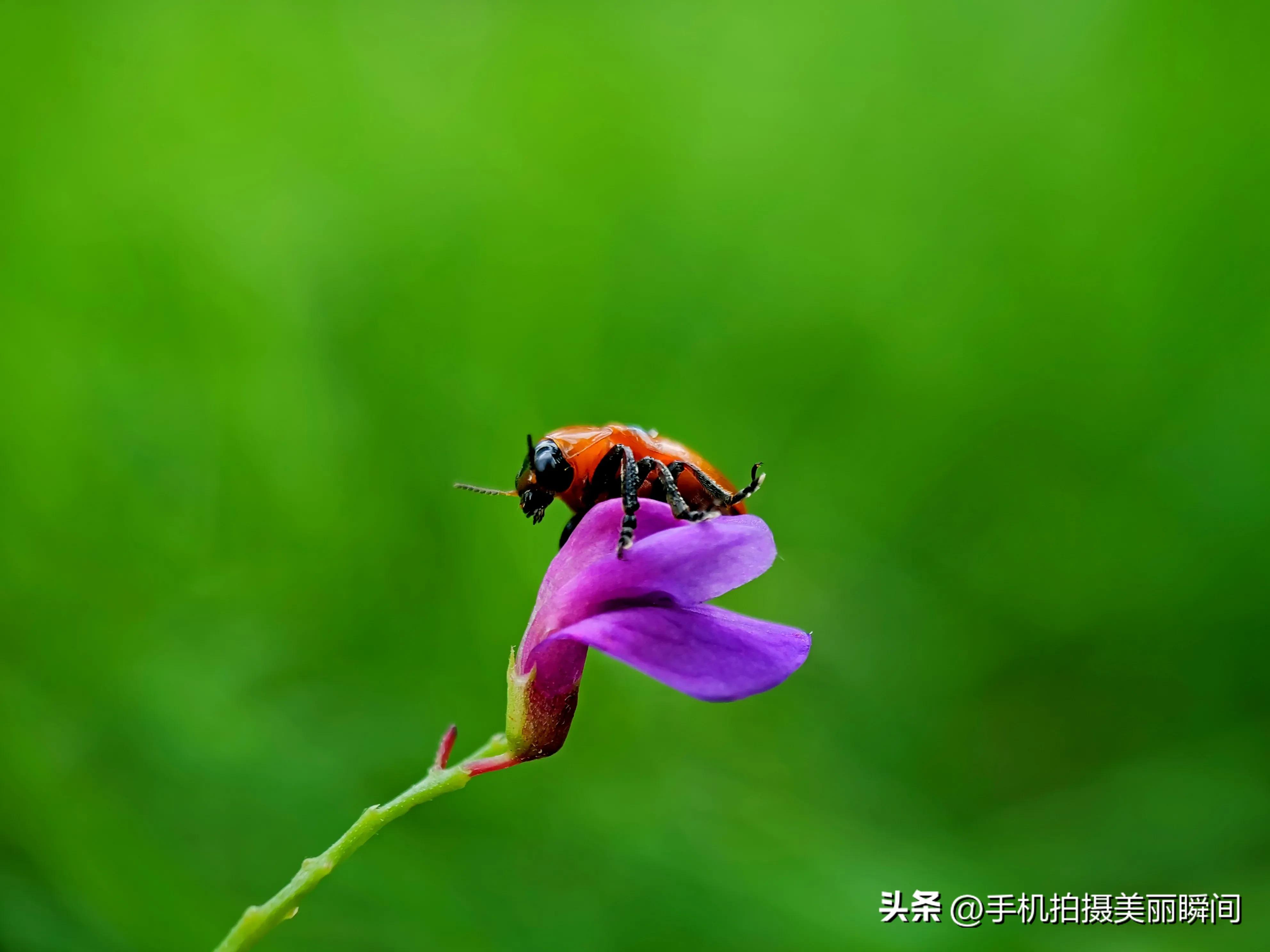 Mobile photography: composition, focus, shutter is the key - iNEWS