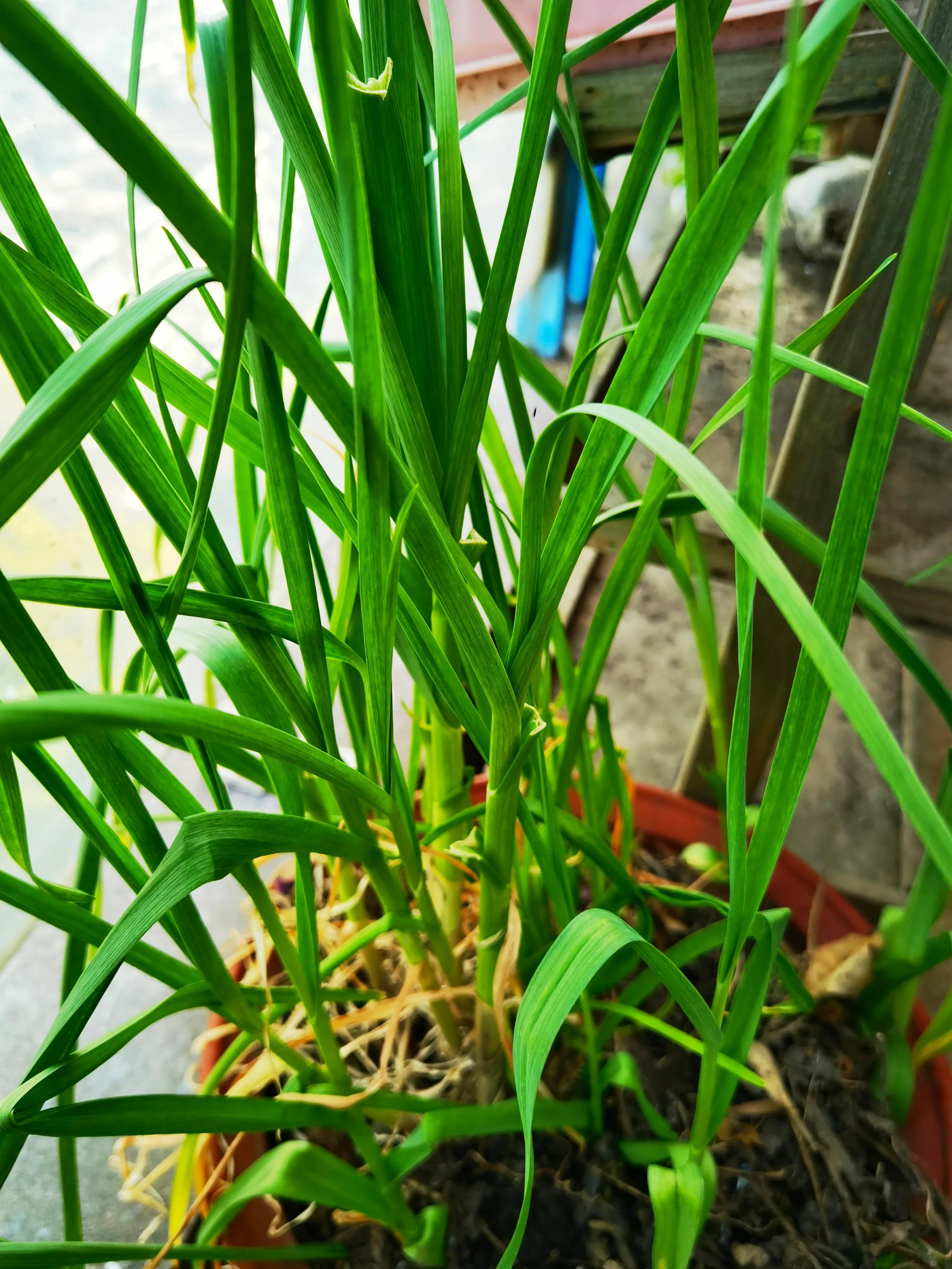 Plant flowers and plants, and plant some seasoning plants. In ...