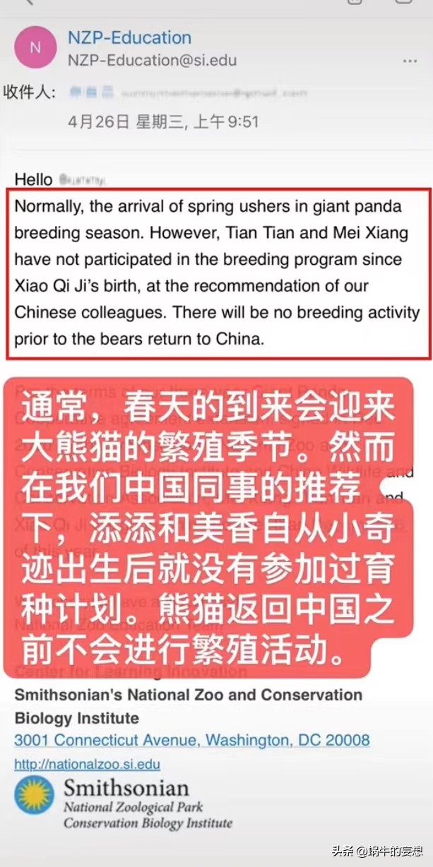 Little Miracle will return to China with Tian Tian Mei Xiang, and the ...