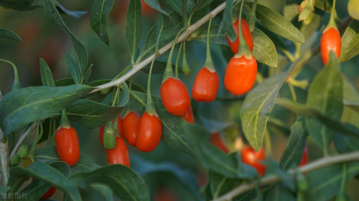 Li Shizhen: The "earth prescription" composed of three traditional ...