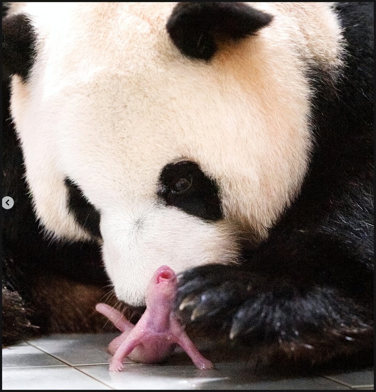 South Korea announced: the first natural breeding of giant pandas successfully - and twins - iNEWS