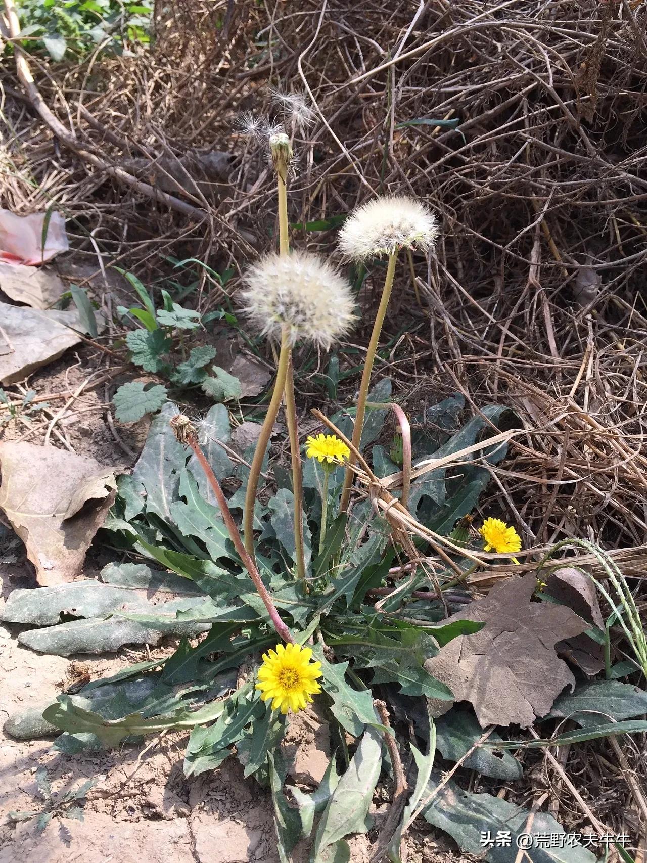 Exploring the magic of dandelion: beauty, tenacity and endless value ...