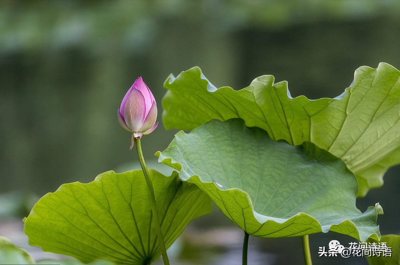 "When you hear the sound of cicadas everywhere, you must know the ...
