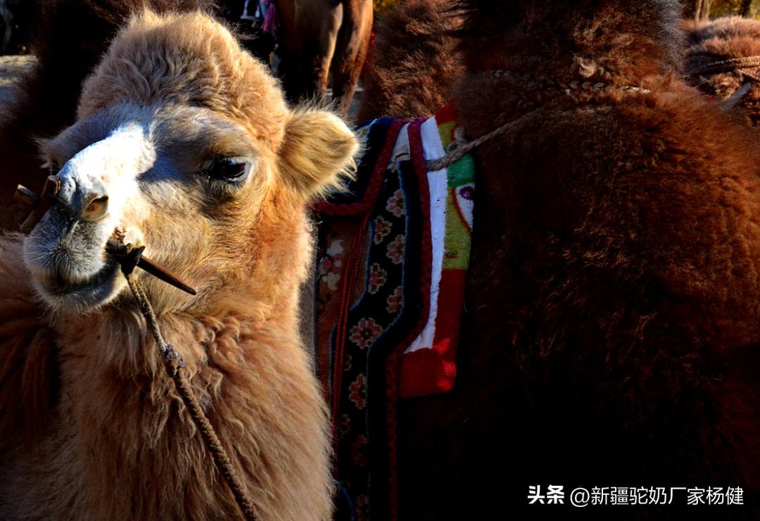 The secret of the camel's resistance to hunger and thirst is here~ - iNEWS