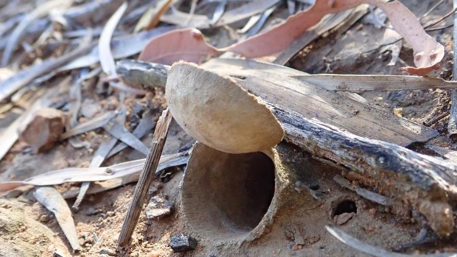 "Spider Country" lives up to its name! Australia discovers 40 new ...