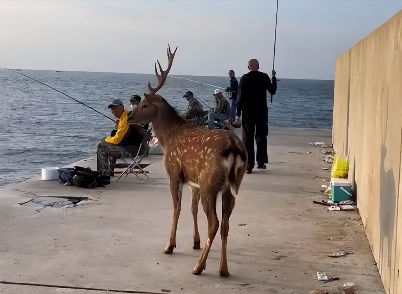 A wild sika deer appeared on the coast of Dalian and almost pushed ...