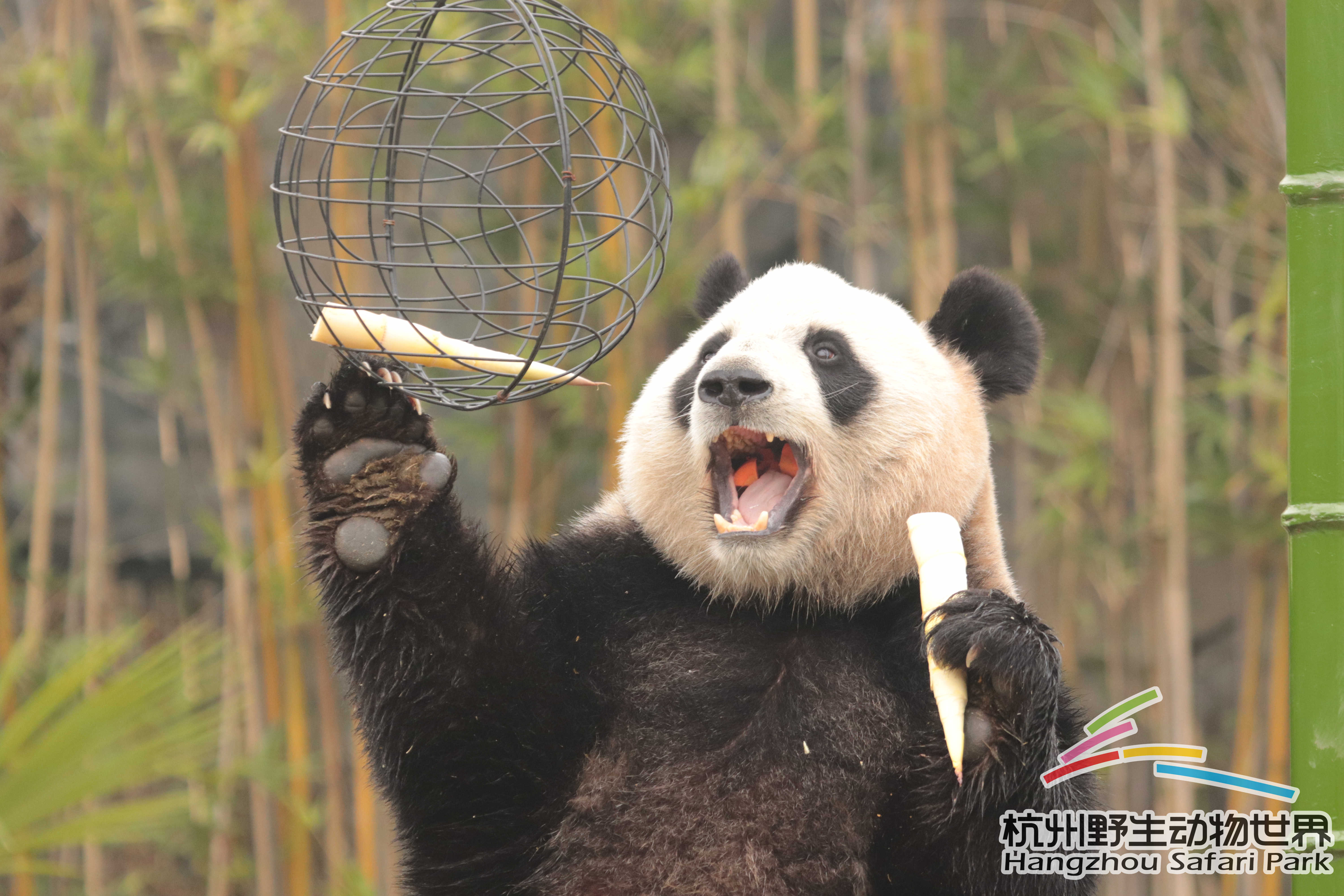 Laba Festival for Animals—Hangzhou Wildlife World Laba Food Show - iMedia
