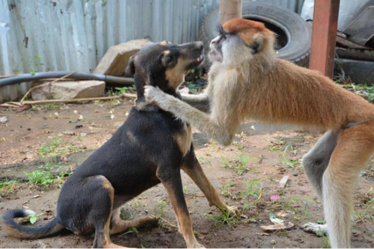 A small monkey was killed by a dog in India, 250 dogs were killed in ...