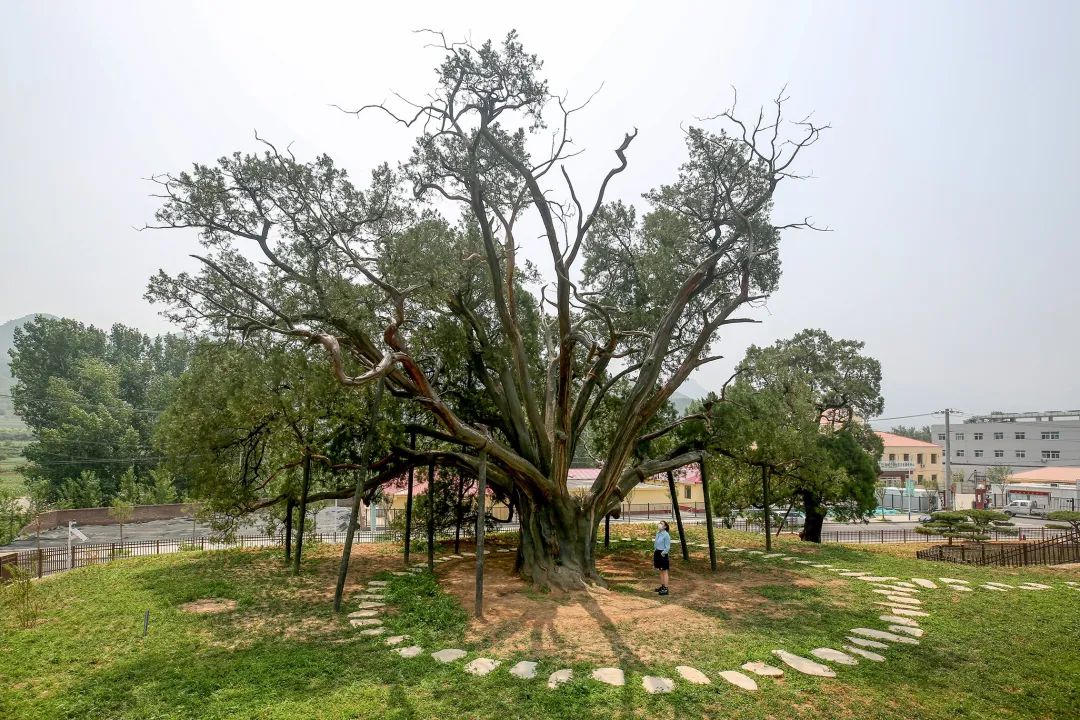Beijing will build 20 more ancient tree parks next year - iNEWS