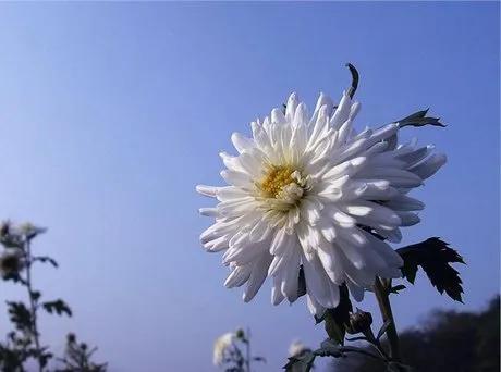 Chu chrysanthemum, ranked first among the four major medicinal ...