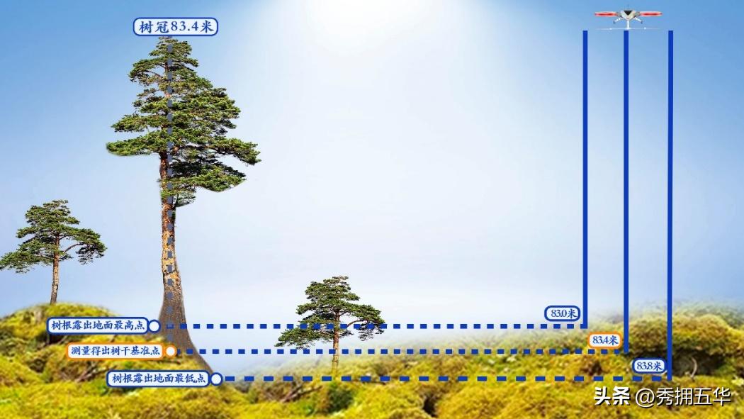 83.4 meters!"China's tallest tree" and other body photos released - iNEWS