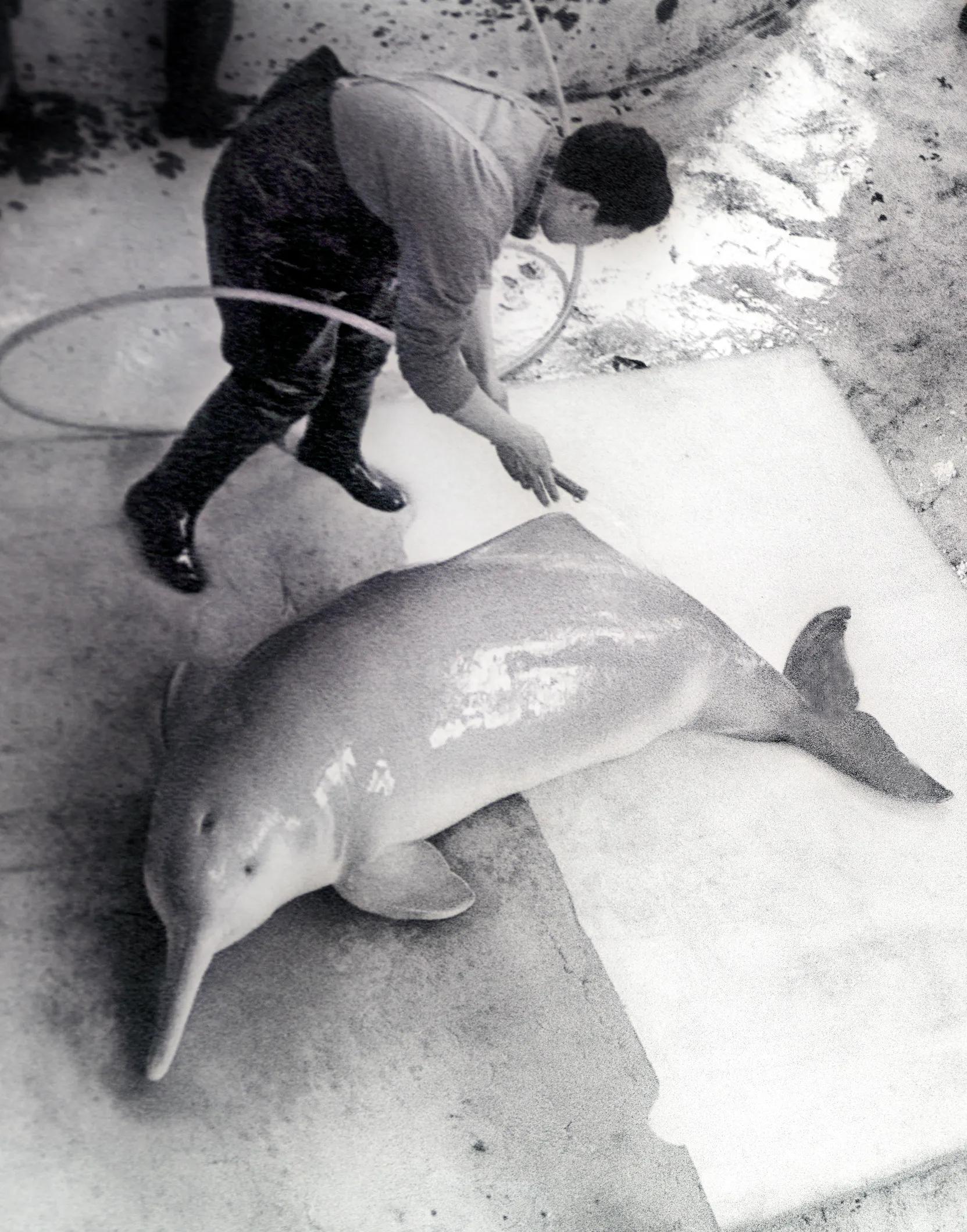 I left the last medical examination image for the last baiji dolphin ever seen by humans - iNEWS