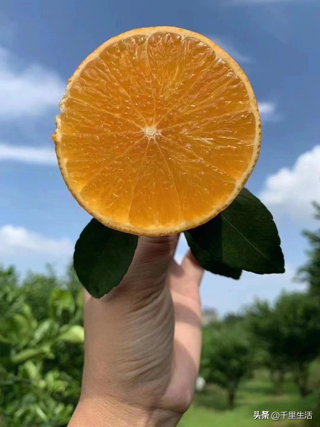 Ehime No. 38 Jelly Orange, a connotative orange queen, is simply the ...