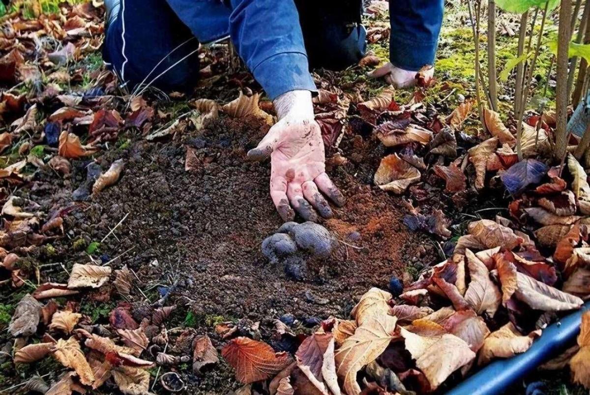 Chinese Truffles: An Underrated and Precious Ingredient - iNEWS