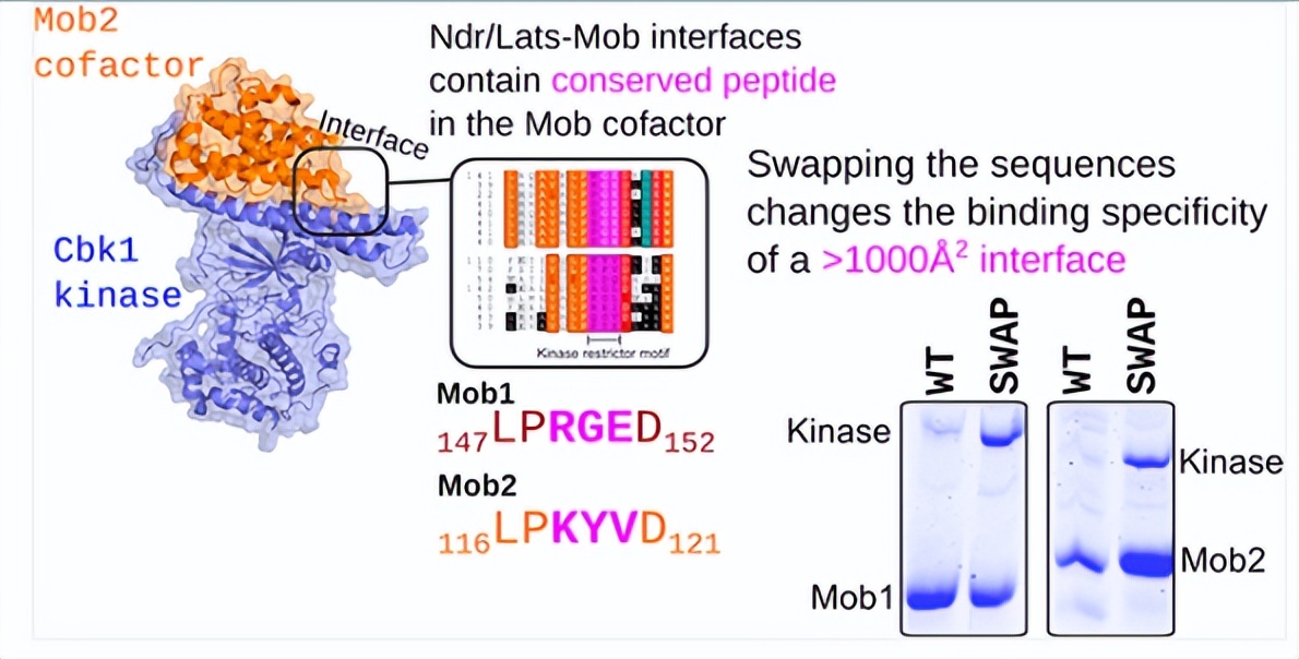 Ndr/Lats kinases bind specific Mob family coactivators through ...