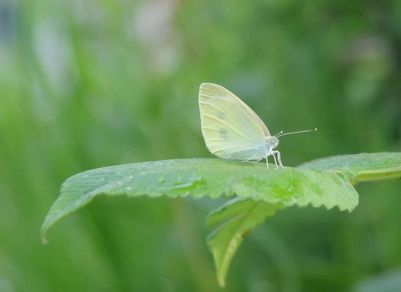 The most common white butterfly in summer, whose larvae are notorious ...
