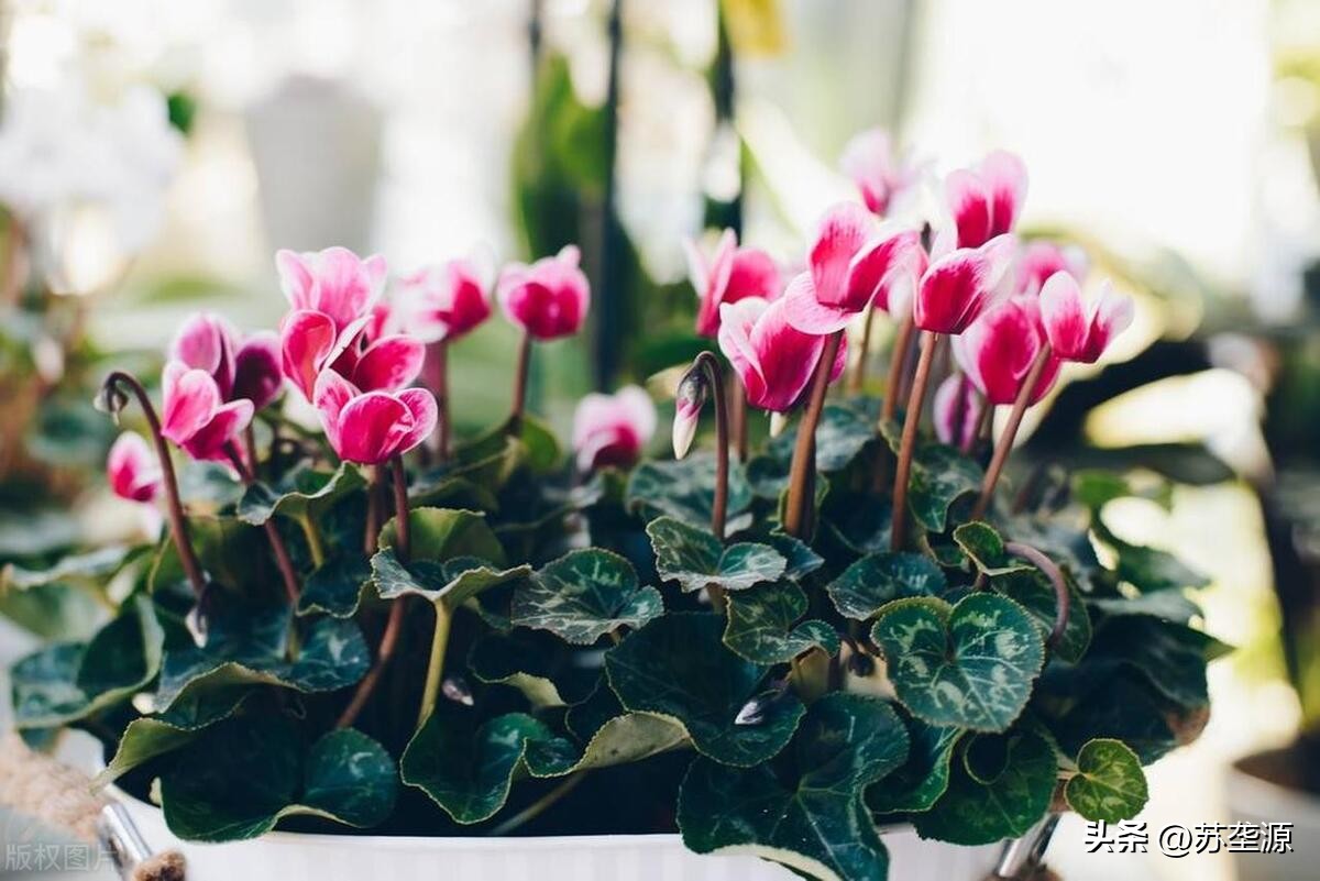 Identifying flowers and grass: do you know the beautiful and bright ...