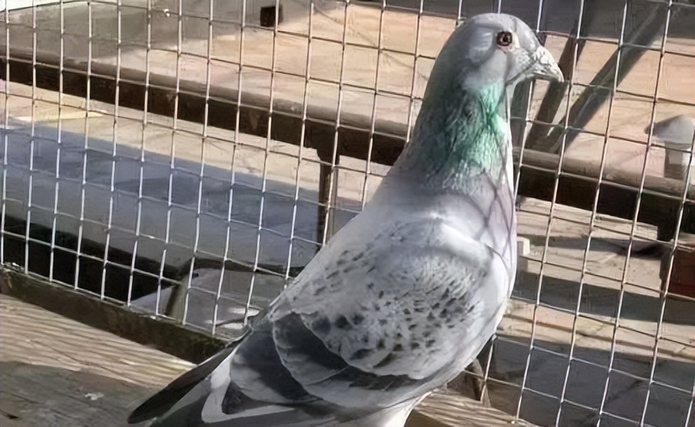 How to Find: Smart Pigeons - iNEWS