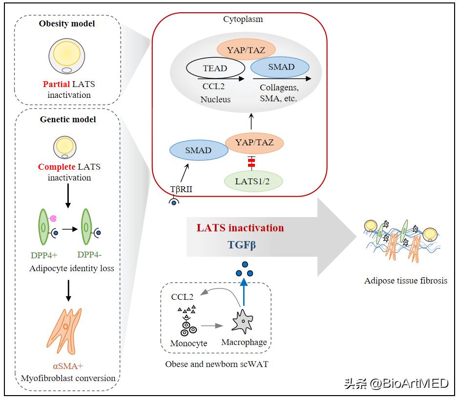 Qiu Yifu's team discovered that the Hippo pathway controls adipose ...