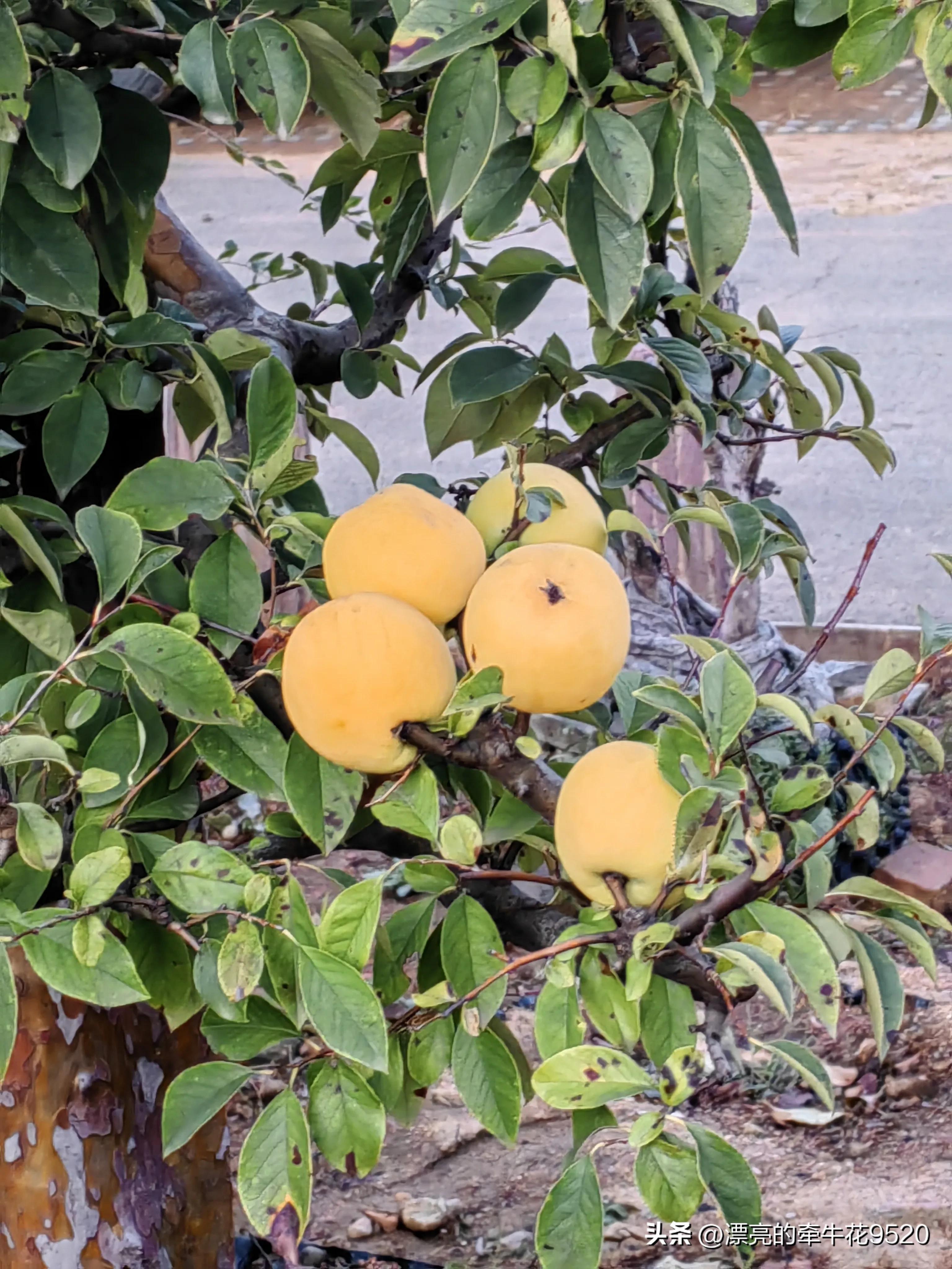 Pear orchard in the flower market - iNEWS