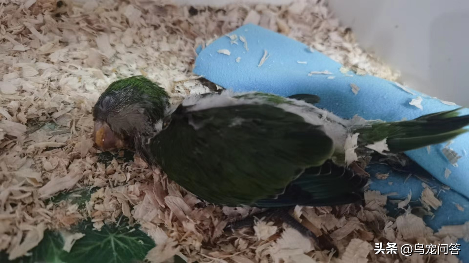 The murderer who caused four parrots to die in a row - iMedia