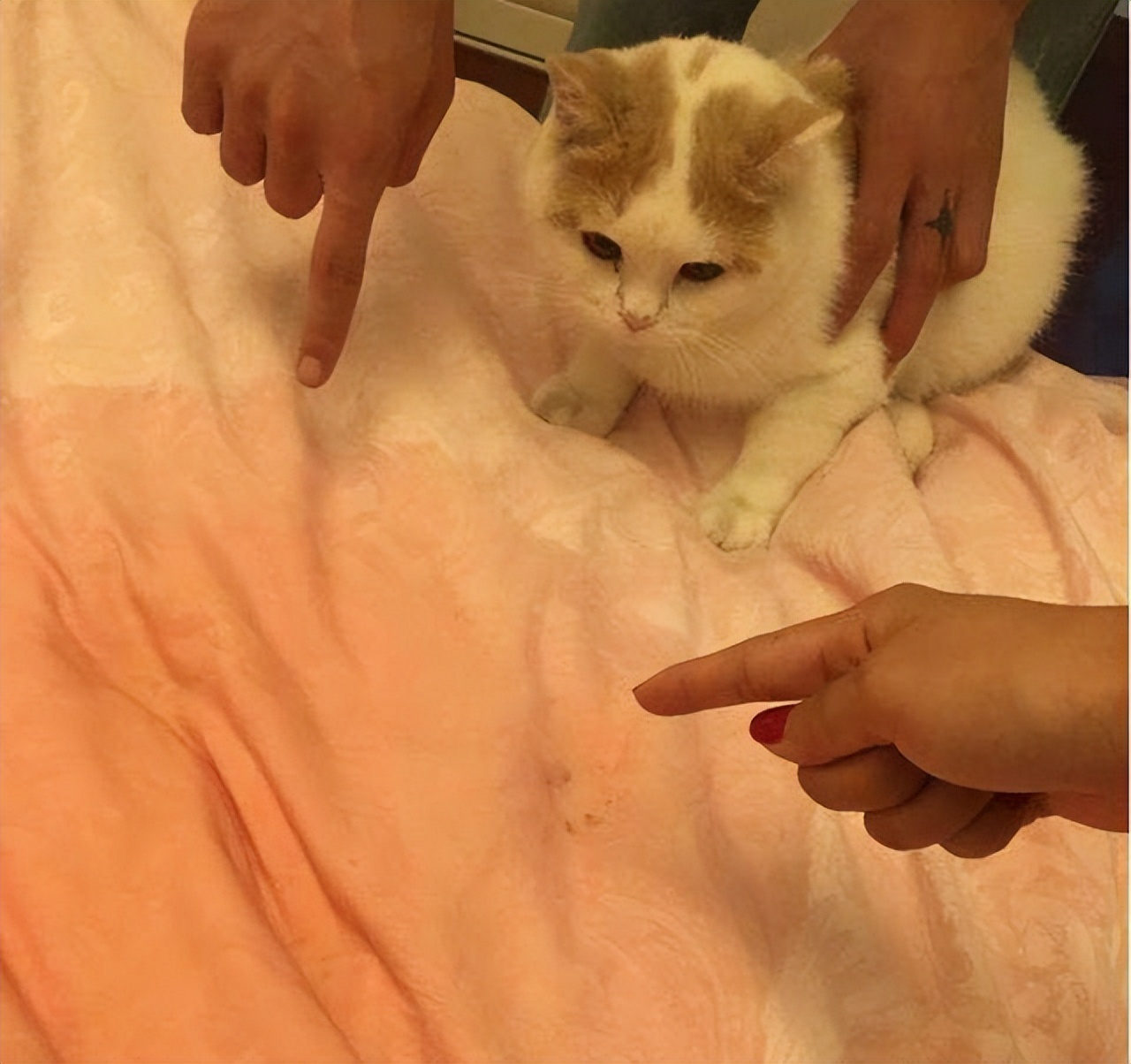7 signs your cat "betrayed" you, once it appears, it's hard to recover ...