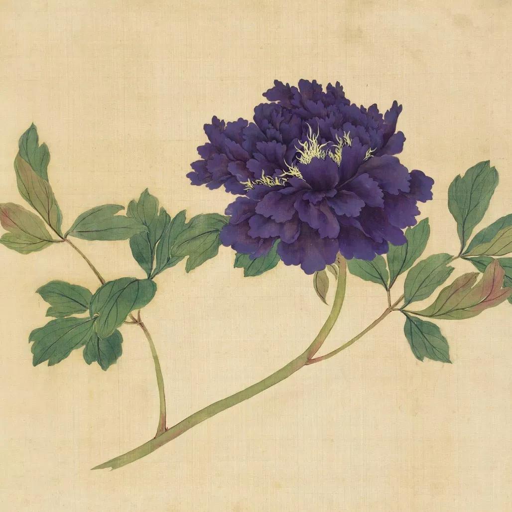 Shi Ren's painting poem "Purple Peony" - iMedia