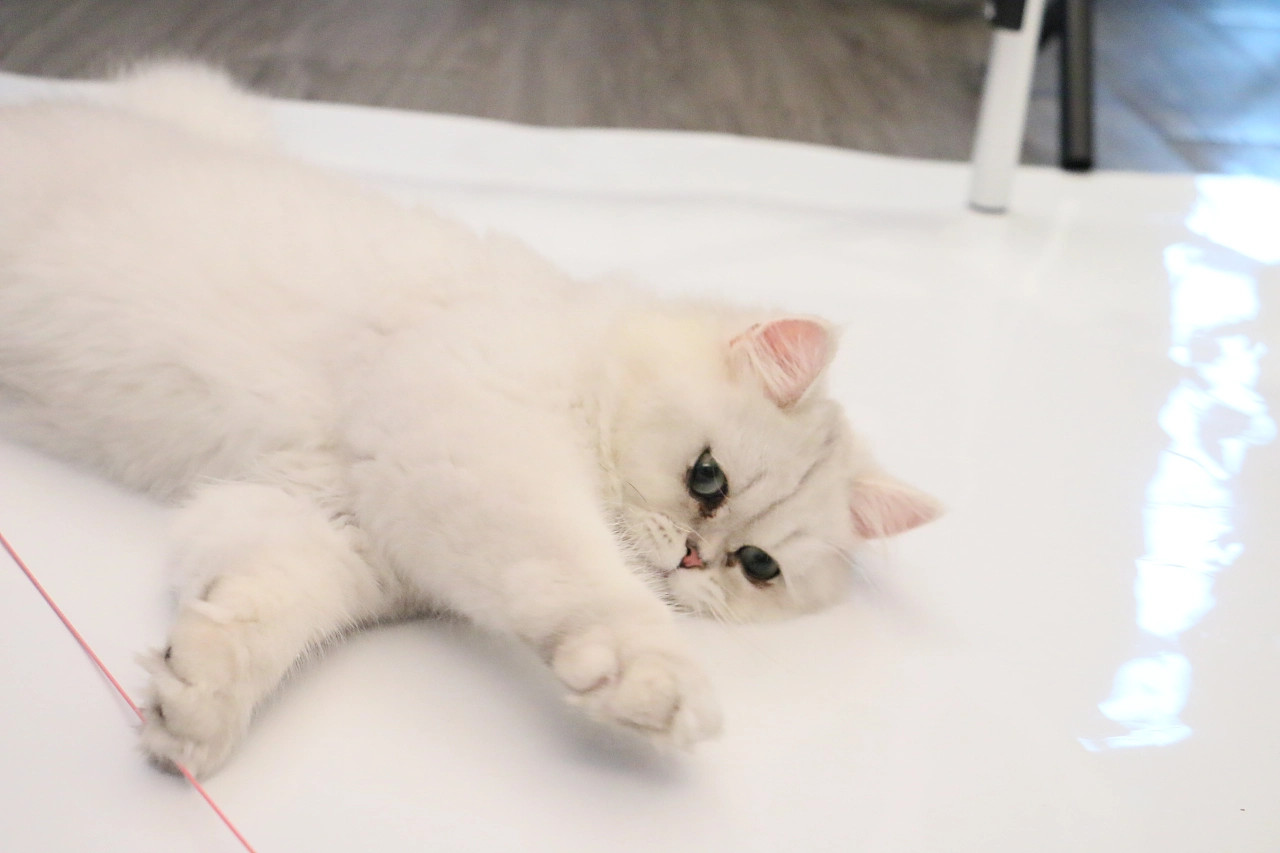 It is cheaper to buy cats in a few months, and that month has the most ...