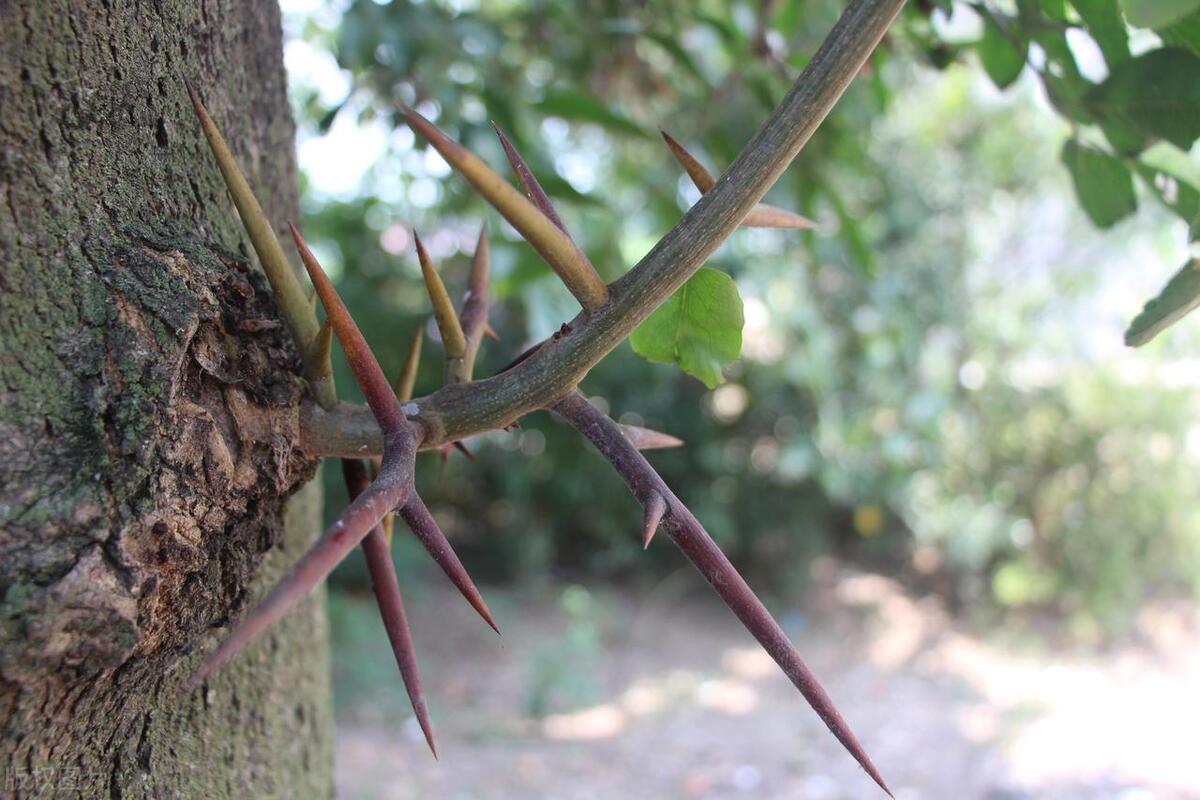Plant Chemical Defenses: Revealing How Plants Use Chemicals to Protect ...